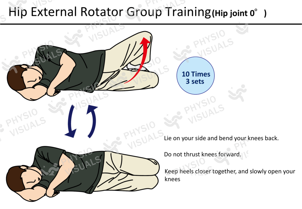 Hip External Rotator Group Training (Hip joint 0°) | Physio Visuals ...
